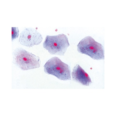 Normal Human Microscope Slides (Large) | Health and Care